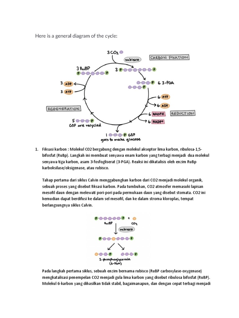 3 siklus pada siklus crab | PDF