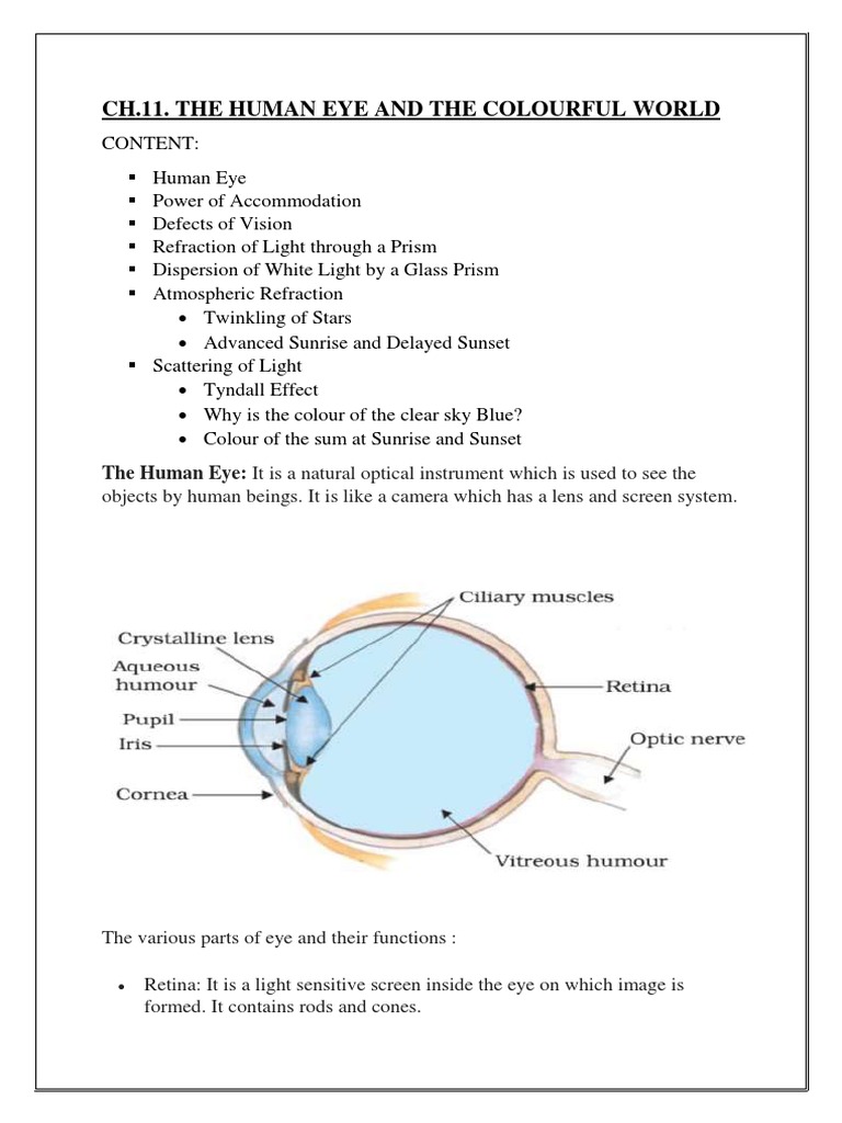 Human Eye: Structure and Function | PDF | Eye | Human Eye