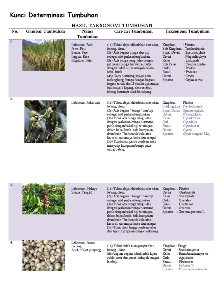 Contoh Kunci Determinasi Tumbuhan | PDF