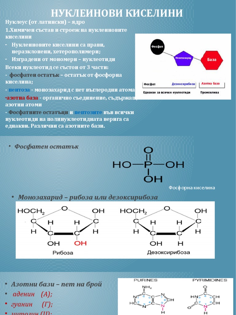 Nukleinovi Kiselini | PDF