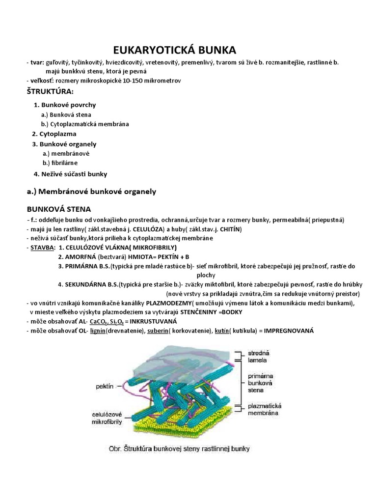 Eukaryotická Bunka | PDF