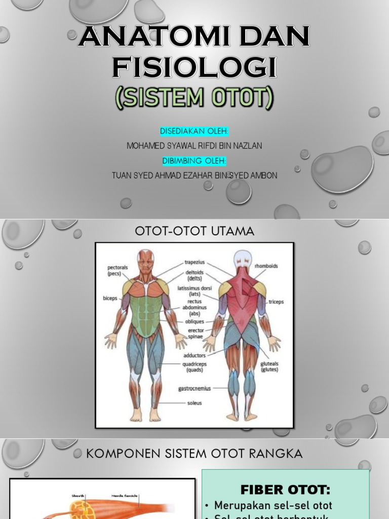 Anatomi Dan Fisiologi | PDF