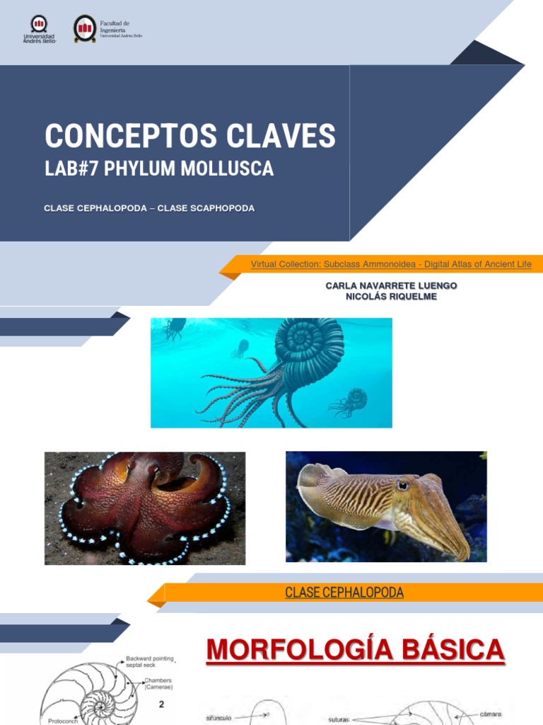 Lab7 Cephalopoda Scaphopoda | PDF