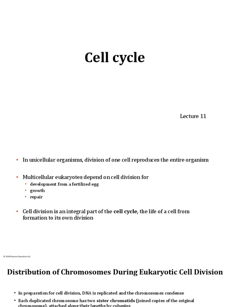 Lecture 11 Cell Cycle | PDF | Mitosis | Cell Cycle