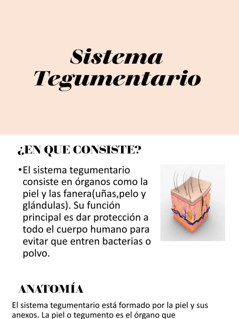7.sistema Tegumentario | PDF | Sistema tegumentario | Piel