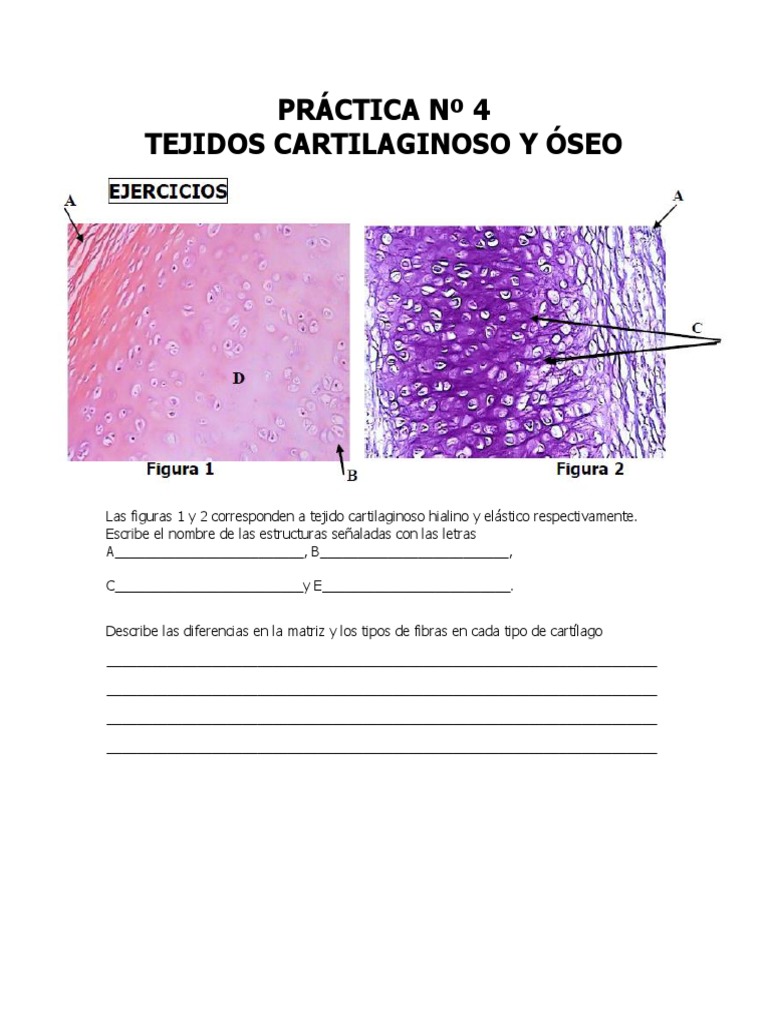 Práctica 4. Tejidos Cartilaginoso y Óseo. Ejercicios | PDF | Cartílago | Tejido (biología)