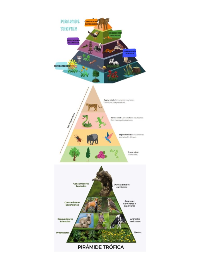Piramide Trofica | PDF