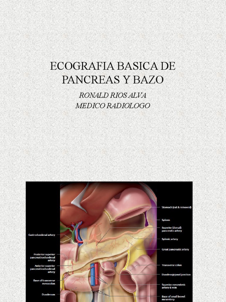 Bazo y Pancreas Cortes | PDF | Abdomen | Hígado