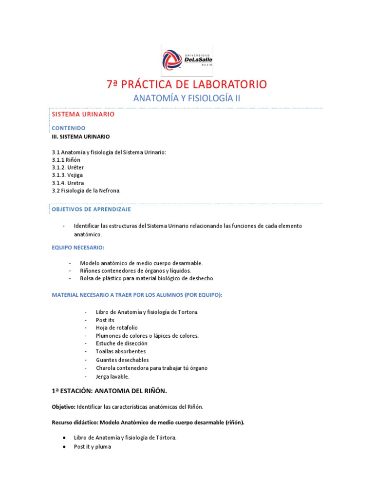 7a Práctica Lab Anatomia Riñón y Uréteres | Descargar gratis PDF | Riñón | Sistema urinario