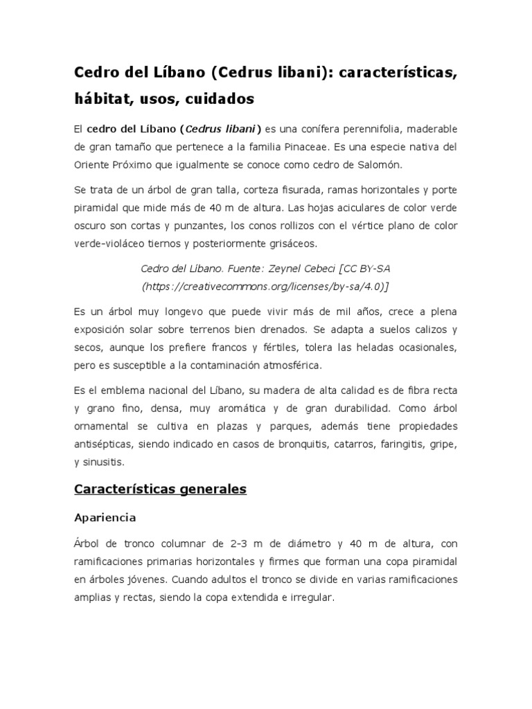 Cedro Del Libano o Fenicios | PDF | Plantas | Botánica
