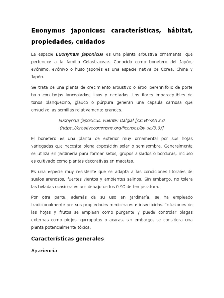 Euonymus Japonicus o Bonetero Del Japón | PDF | Semilla | Arboles