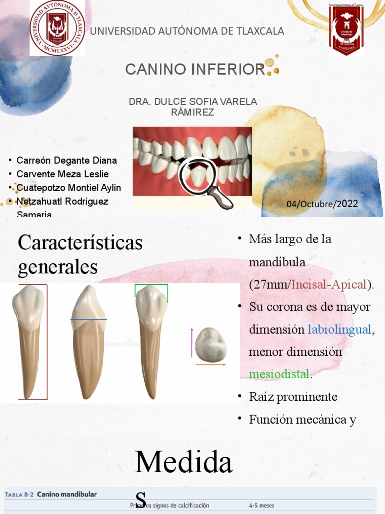 Universidad Autónoma de Tlaxcala: Canino Inferior | Descargar gratis ...