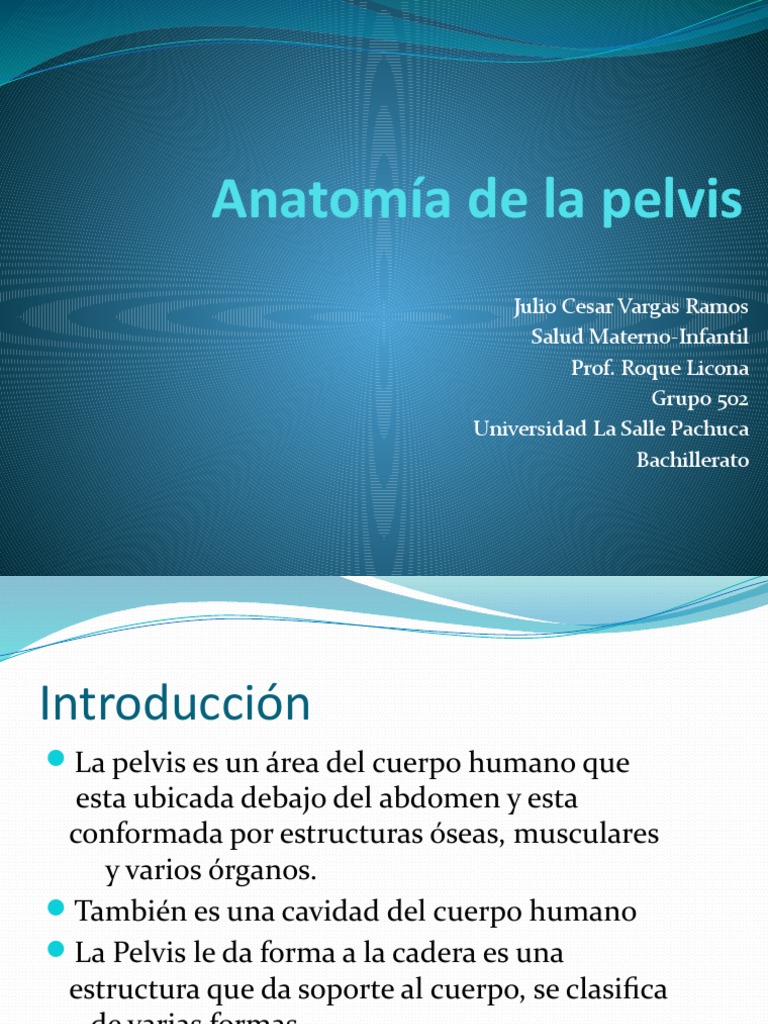 Anatomía de La Pelvis | PDF | Pelvis | Abdomen
