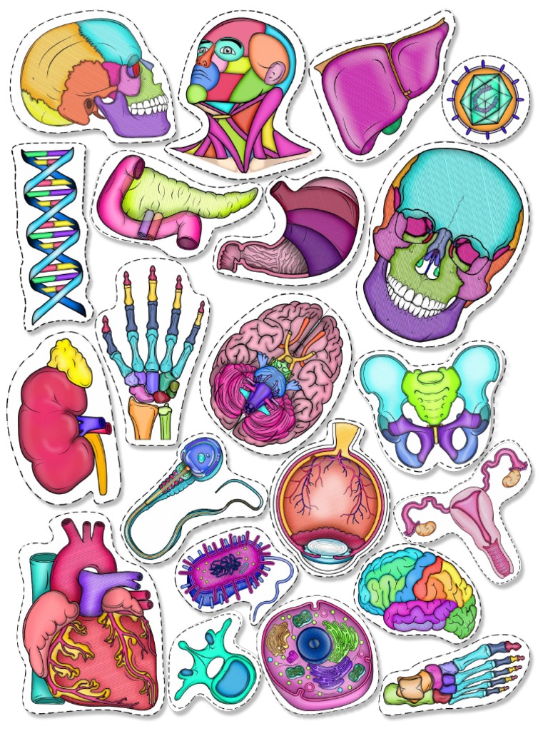 Stickers - Ilustraciones Médicas Sketch Med, Edición 2021, Paola Rios | PDF