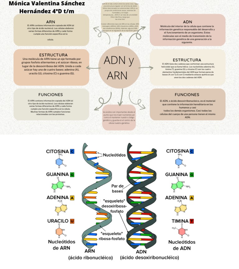 Adn y Arn | PDF | Rna | Adn