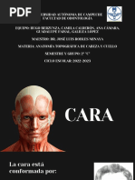 Diapositivas de Regiones de La Cara | PDF | Anatomía humana | Anatomía