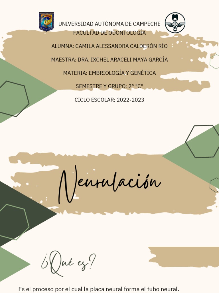 Neurulación Embrio | PDF | Anatomía | Morfología (biología)