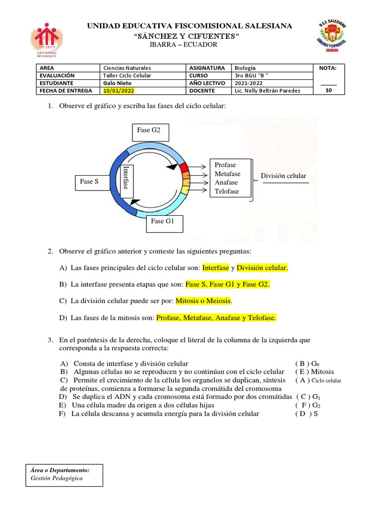 Taller Ciclo Celular Completo | PDF | Mitosis | Ciclo celular