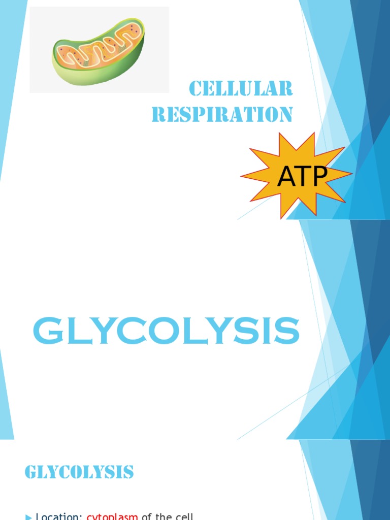Lesson #3 - Cellular Respiration - The Details | PDF | Electron ...
