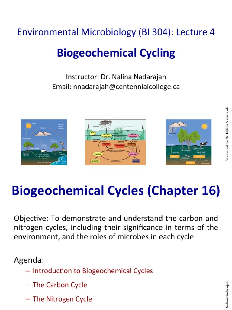 Lecture 4 - Biogeochemical Cycling | PDF | Nitrate | Nitrous Oxide