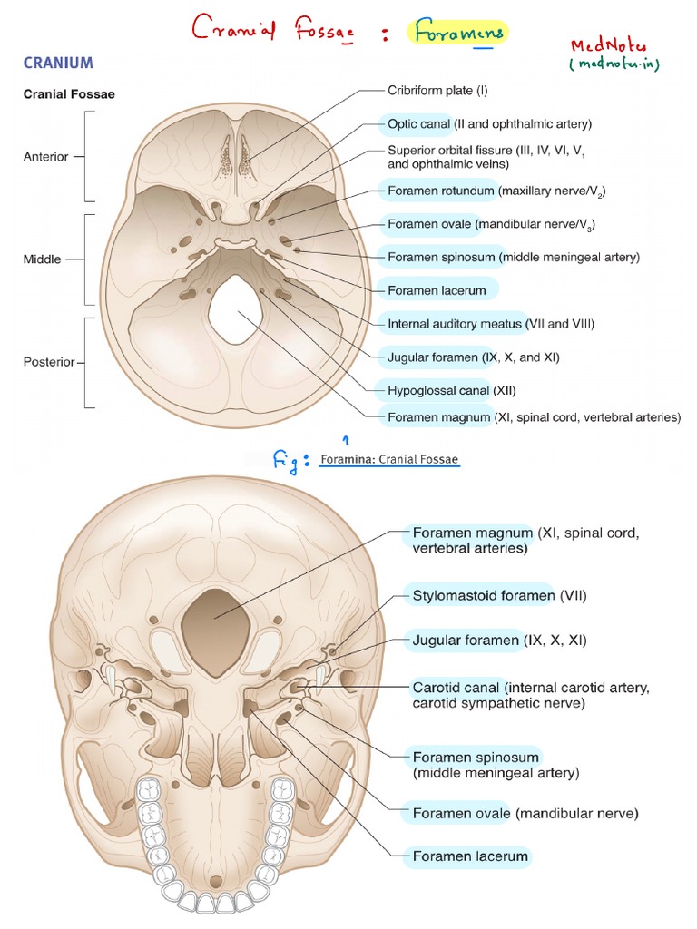 Cranial Fossa | PDF