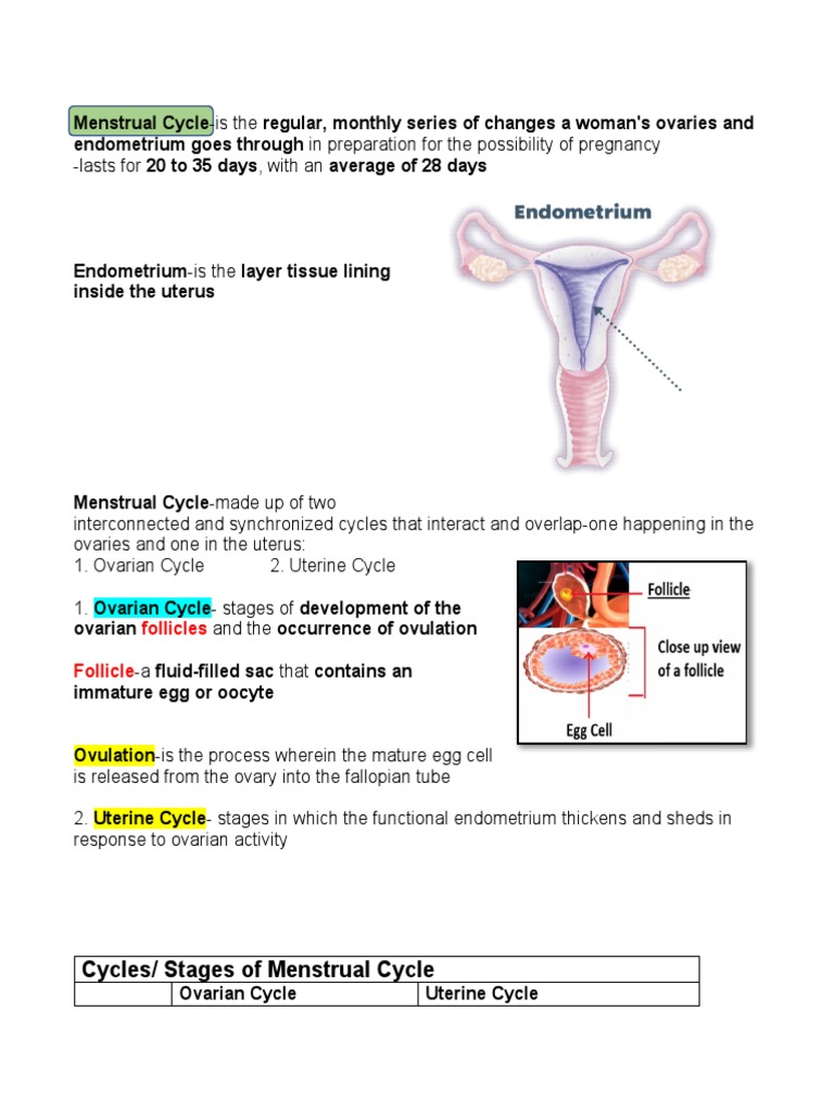 Cycles/ Stages of Menstrual Cycle: Follicles Follicle | PDF | Menstrual ...
