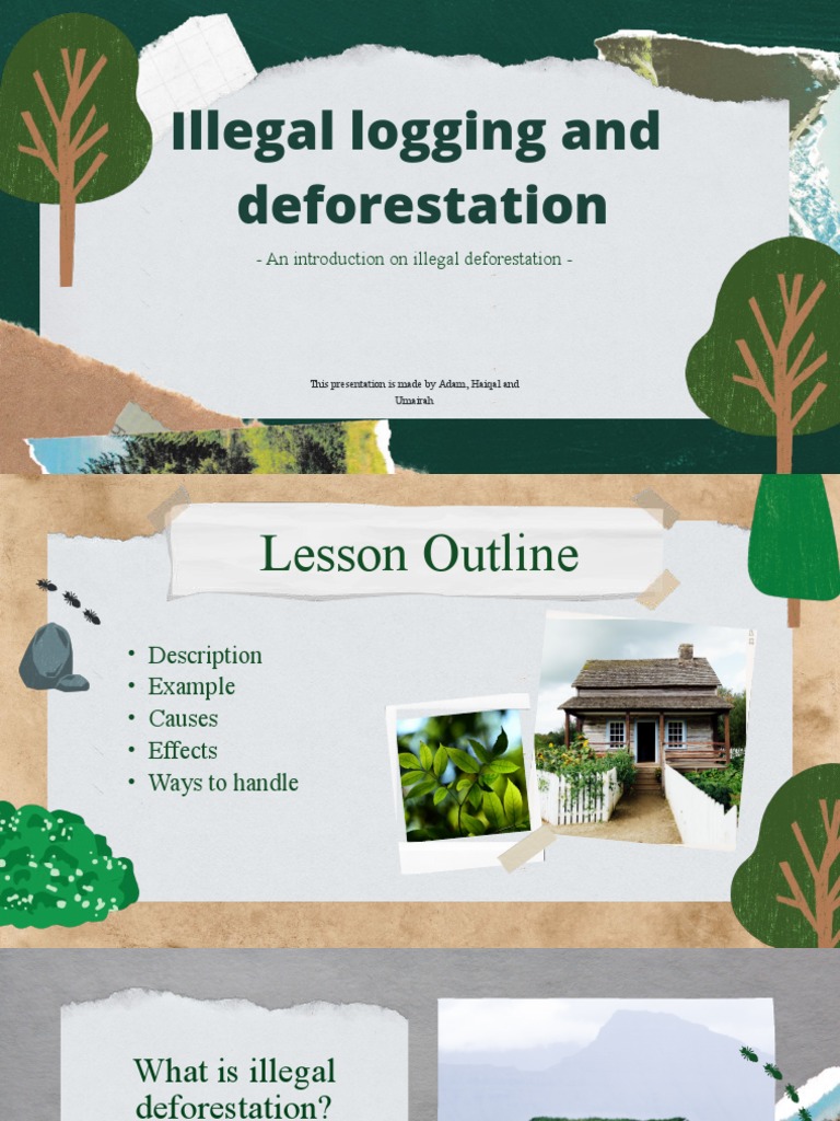 Illegal Logging | PDF | Deforestation | Logging