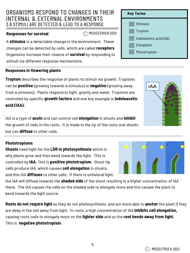Biology AQA Topic 6 | PDF | Action Potential | Chemical Synapse Biology AQA Topic 6 | PDF | Action Potential | Chemical Synapse