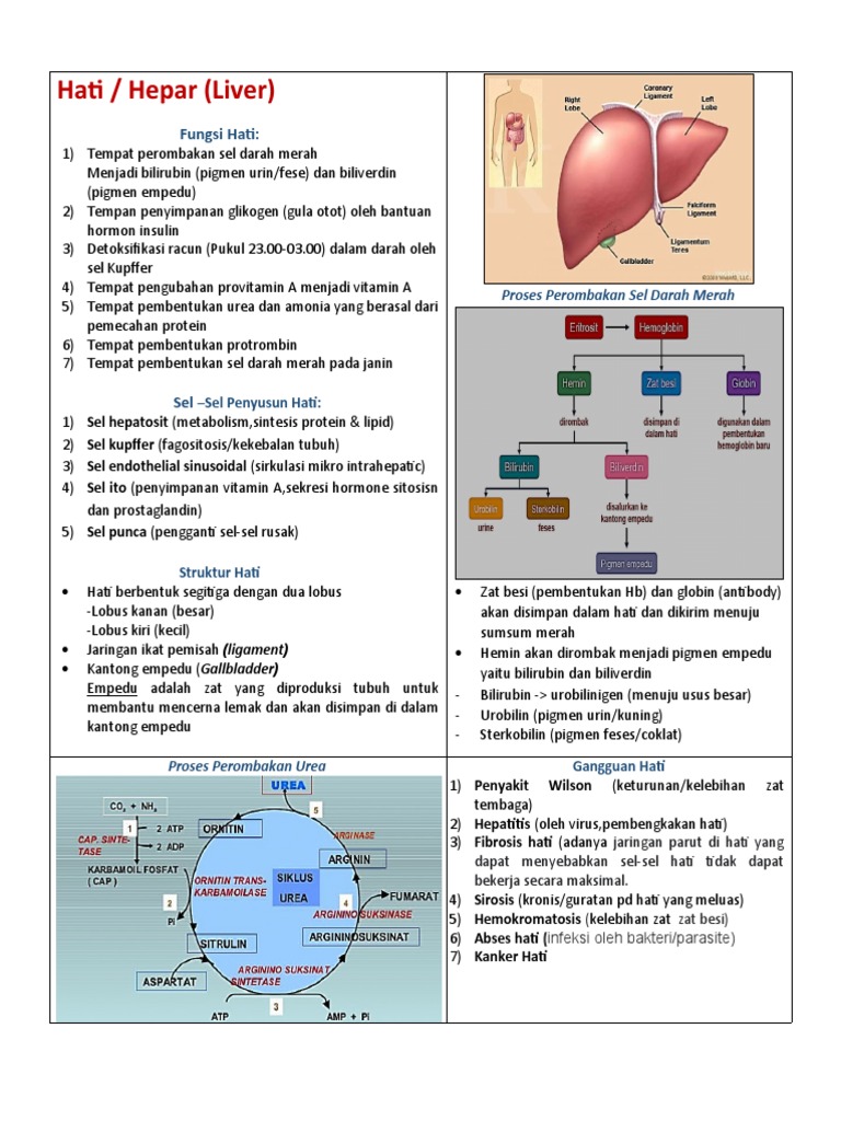 Hati / Hepar (Liver) | PDF