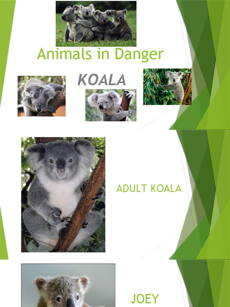 Koala Presentation | PDF