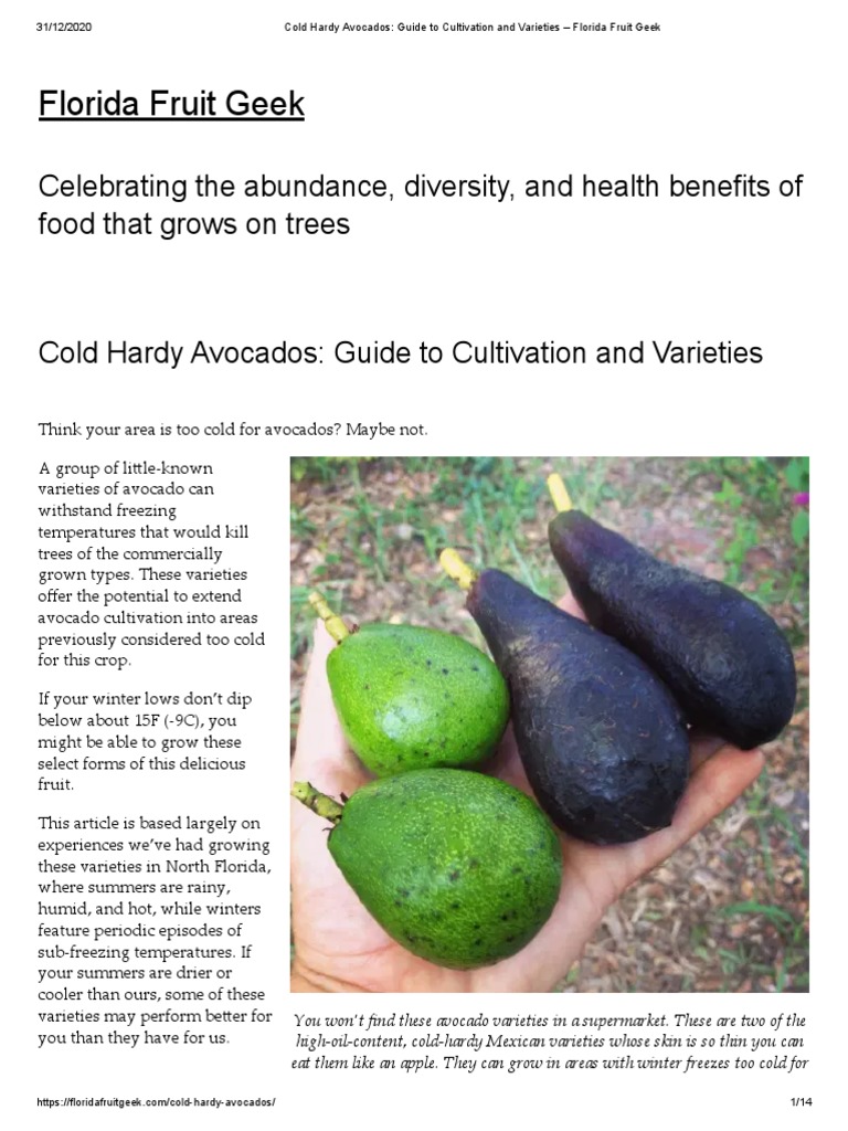Cold Hardy Avocados - Guide To Cultivation and Varieties - Florida Fruit Geek | PDF | Avocado ...