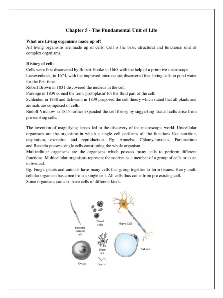 Chapter 5 The Fundamental Unit of Life | PDF | Endoplasmic Reticulum ...