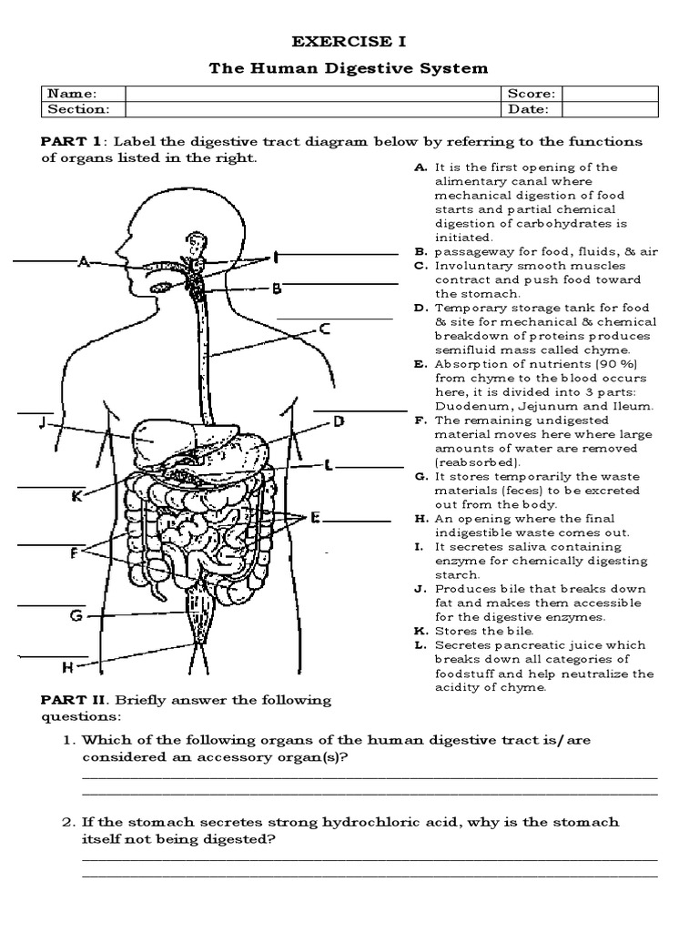 EXERCISE I Digestive System | PDF | Digestion | Human Digestive System