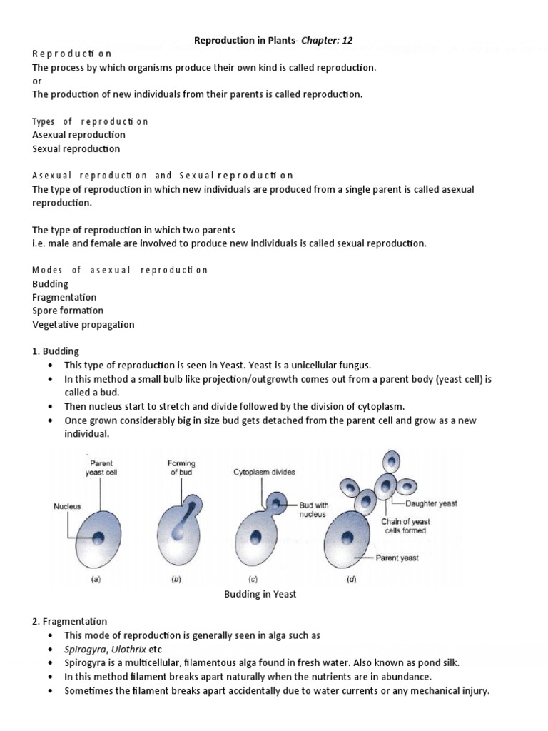 Reproduction in Plants | PDF | Flowers | Sexual Reproduction
