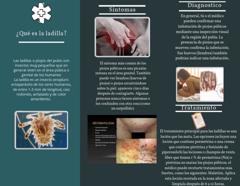 Tratamiento y síntomas de ladillas | PDF | Parasitología