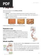 Función y Regulación del Calcio en Células | PDF | Neurona | Biología ...