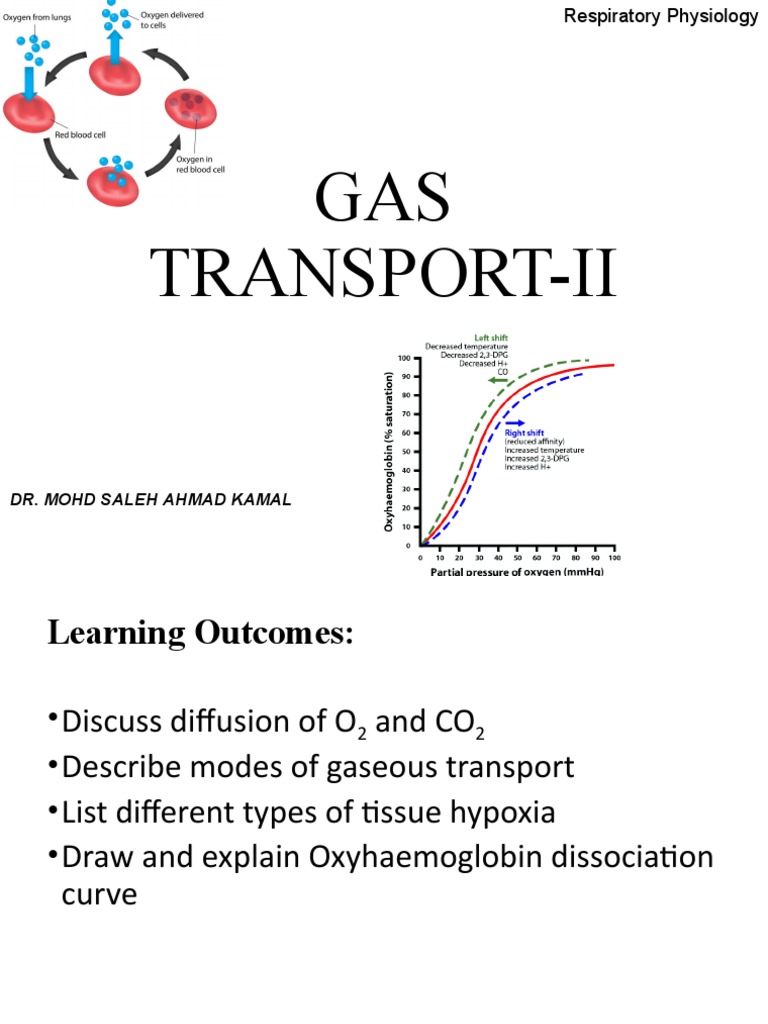 Gas Transport 2 | PDF | Hemoglobin | Carbon Dioxide