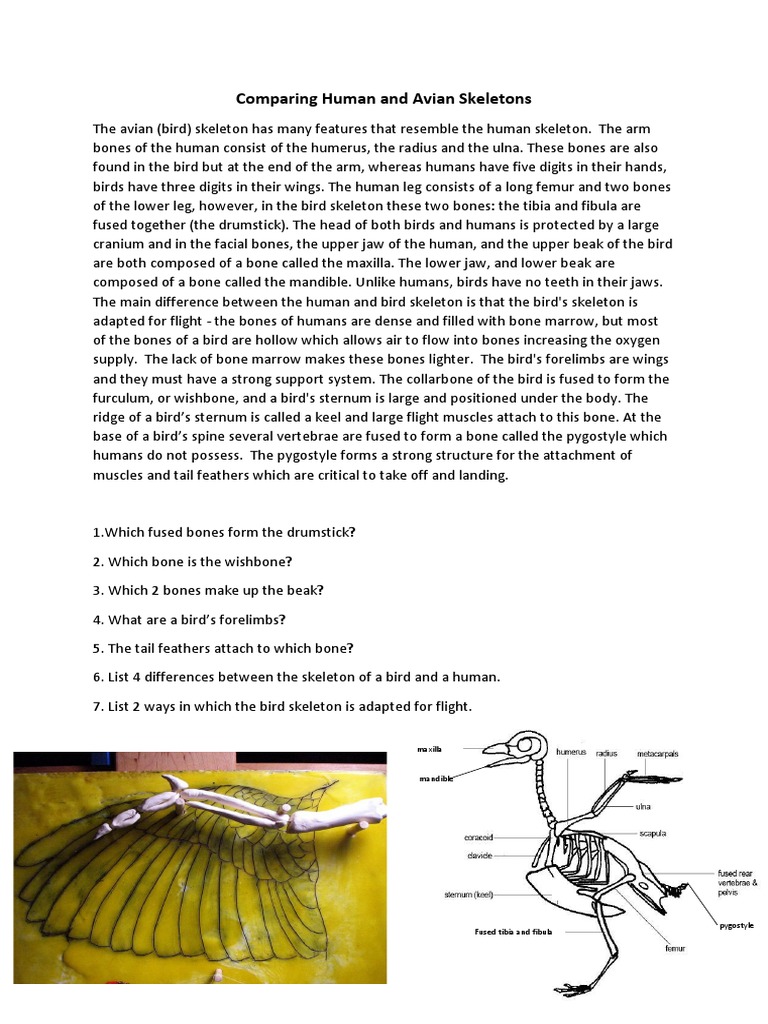 S2Science Comparing Human and Avian Skeletons Homelearning Task WB 22 ...