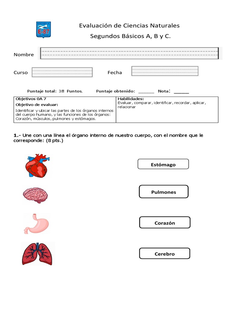 Evaluación de Ciencias Naturales 2° Grado | PDF | Sistema digestivo ...