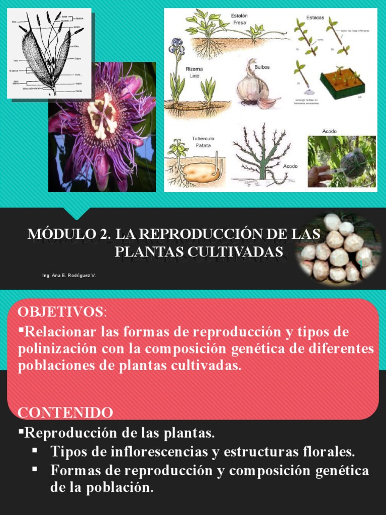 Sistema de Reproduccion de Las Plantas | PDF | Flores | Reproducción