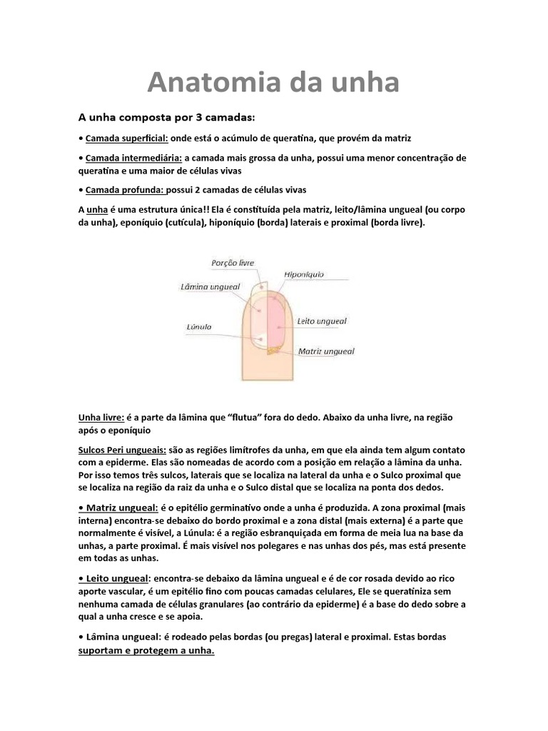 Cópia de Anatomia Da Unha0222 | PDF | Unha | Sangue