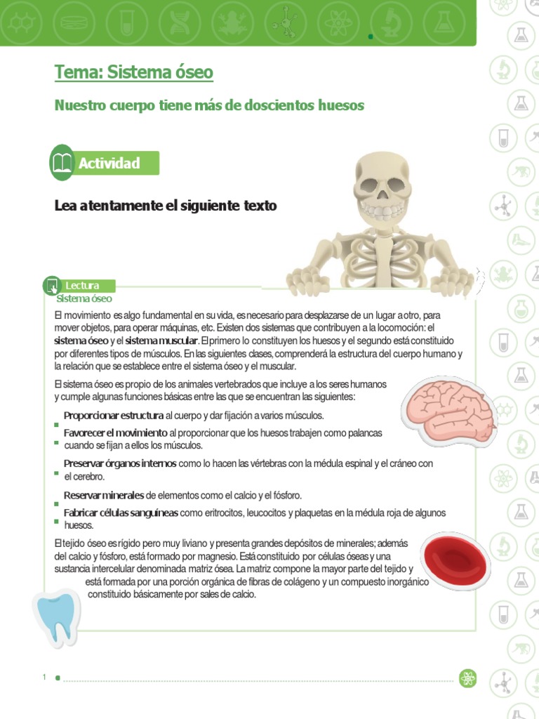 Actividad Sistema Oseo | PDF | Hueso | Esqueleto
