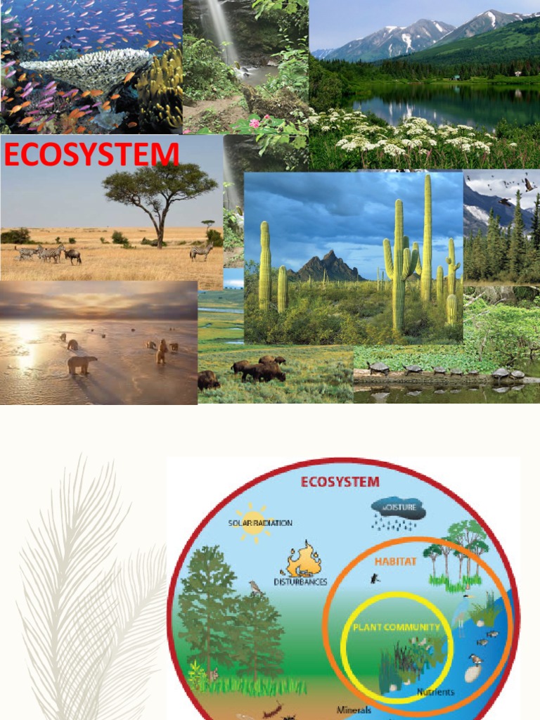 Unit 1 - Ecosystem | PDF | Ecosystem | Soil