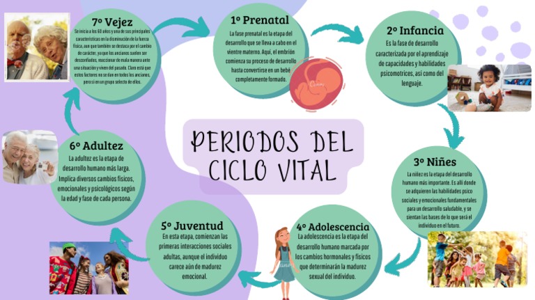 ORGANIZADOR VISUAL de Los Periodos Del Ciclo Vital | PDF | Vejez | Adultos