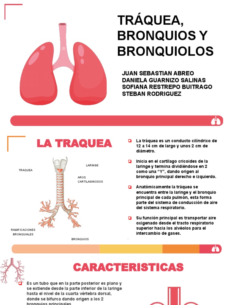 Tráquea, Bronquios Y Bronquiolos | PDF | Pulmón | Sistema respiratorio