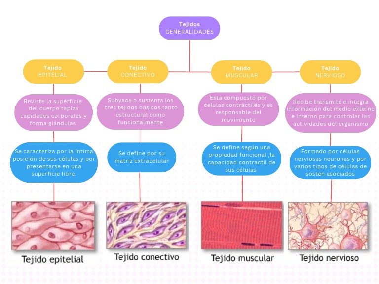 Mapa Conceptual Sobre Los Tejidos HISTOLOGIA | PDF