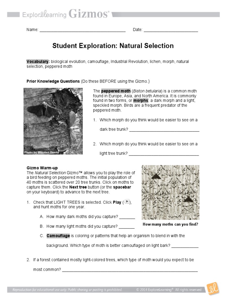 Student Exploration - Natural Selection1 | PDF | Natural Selection ...