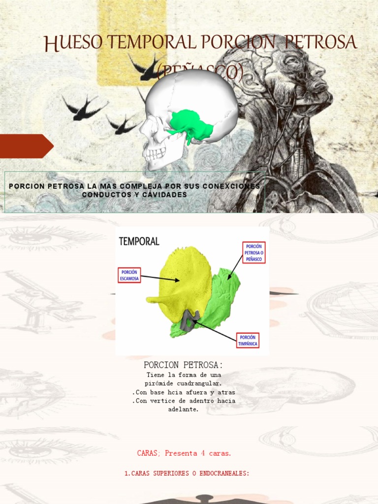 Hueso Temporal | PDF