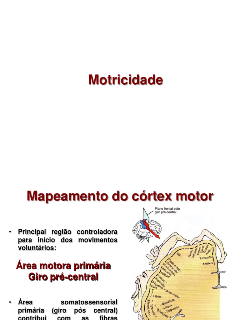 Sistemas e vias motoras: estruturas cerebrais envolvidas no controle da ...