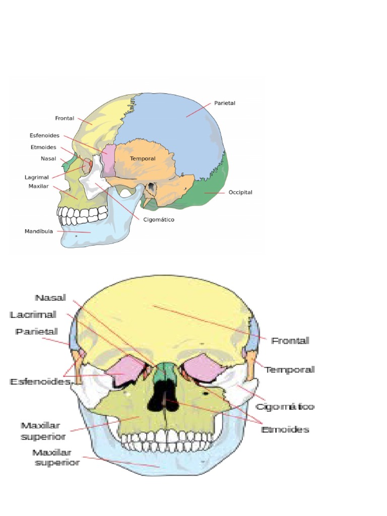 Hueso y Su Partes | PDF
